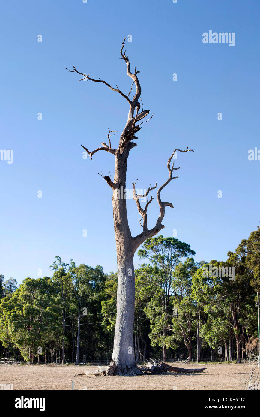 Old dead skeleton of a eucalypt gum tree in a paddock in a rural ...