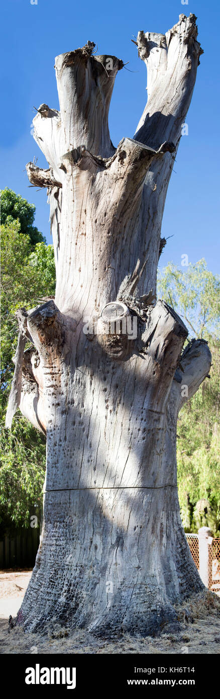 Old dead skeleton of a eucalypt gum tree in a paddock in a rural ...