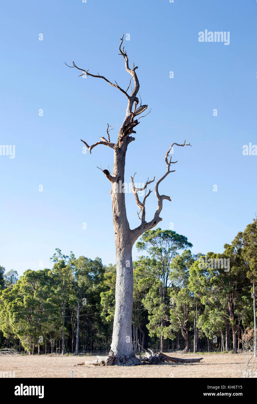 Dead gum tree hi-res stock photography and images - Alamy