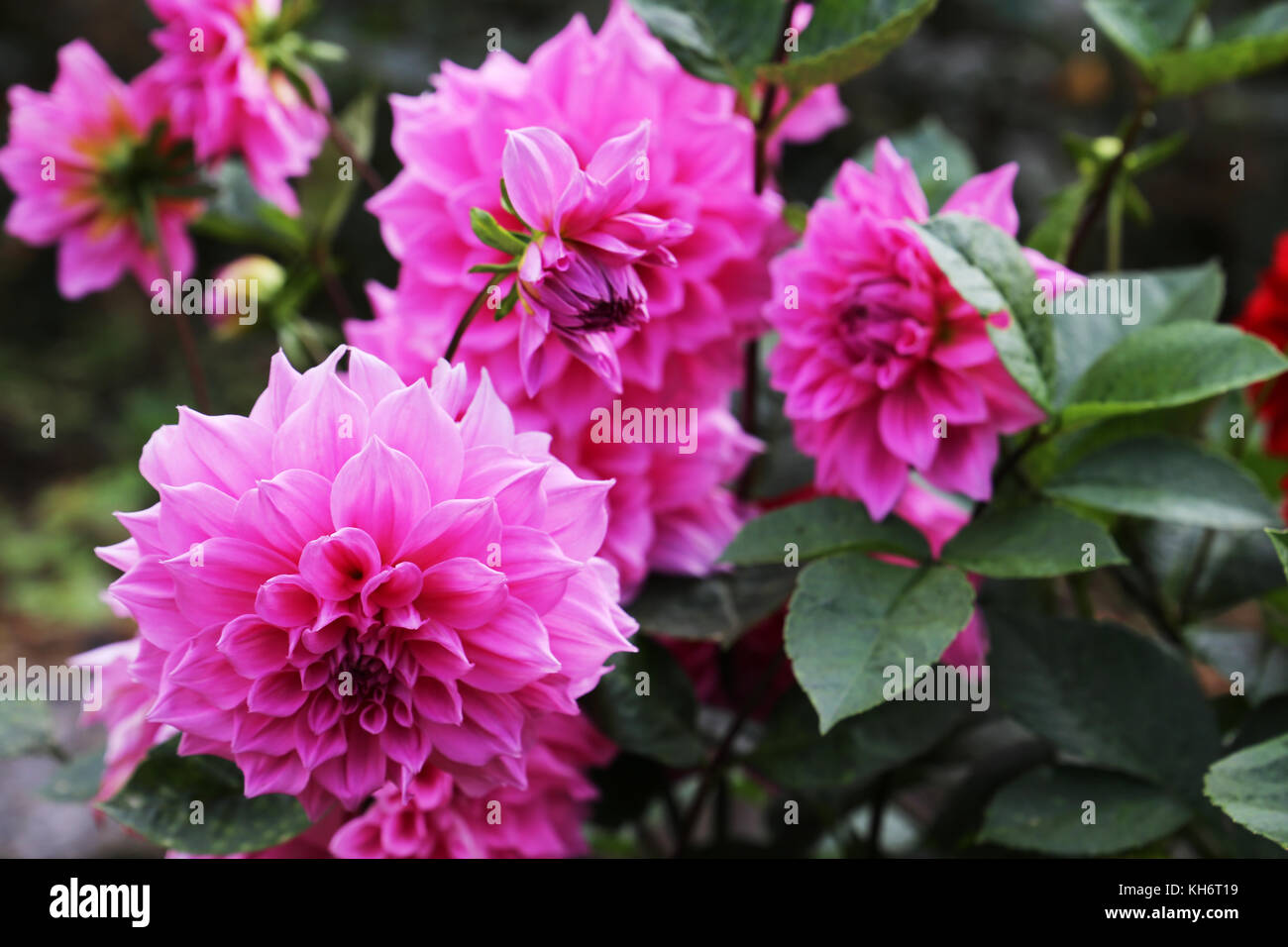 Delia flower hi-res stock photography and images - Alamy