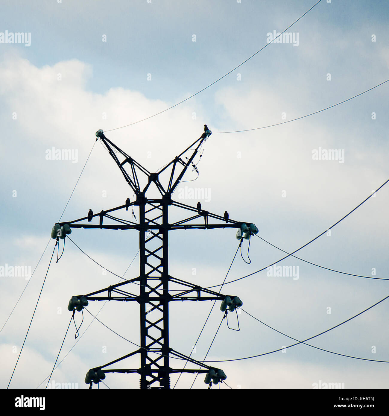 Birds of prey black kites sitting on rusted metal beams of a power line ...