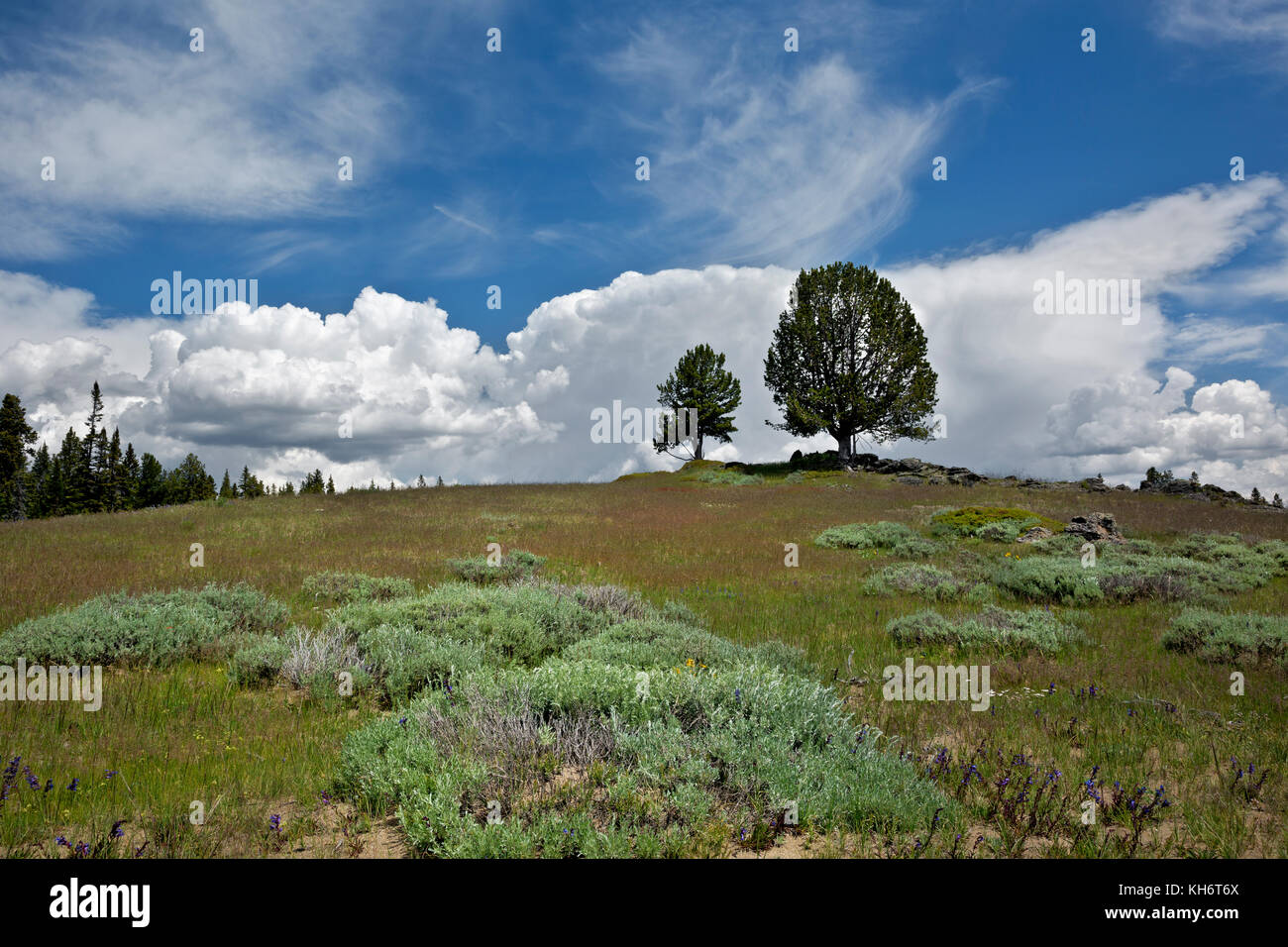 WY02610-00...WYOMING - Storm clouds viewed from the Storm Point Trail ...