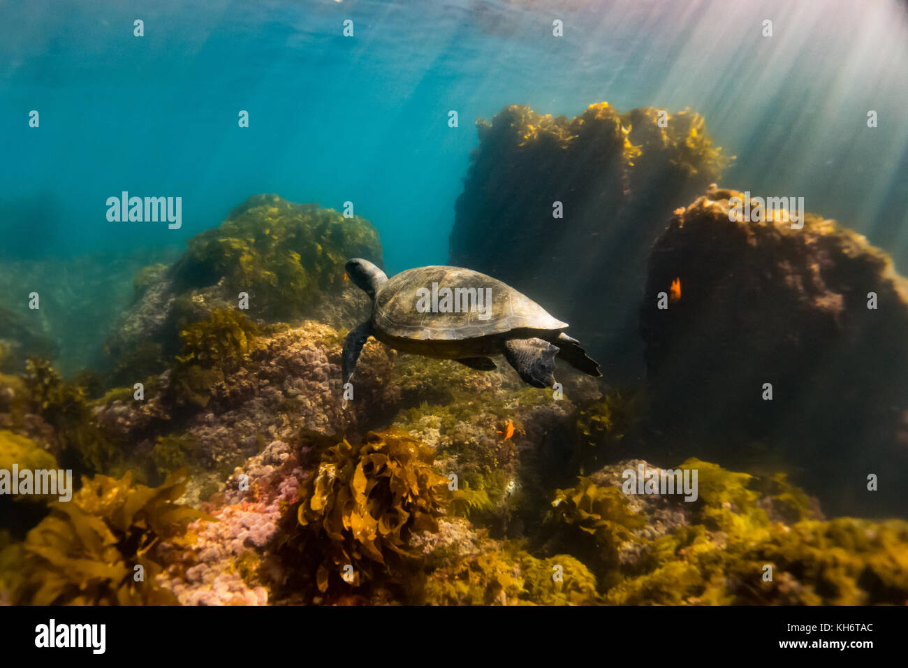 Green sea turtle while snorkeling off Catalina Island, California, USA ...