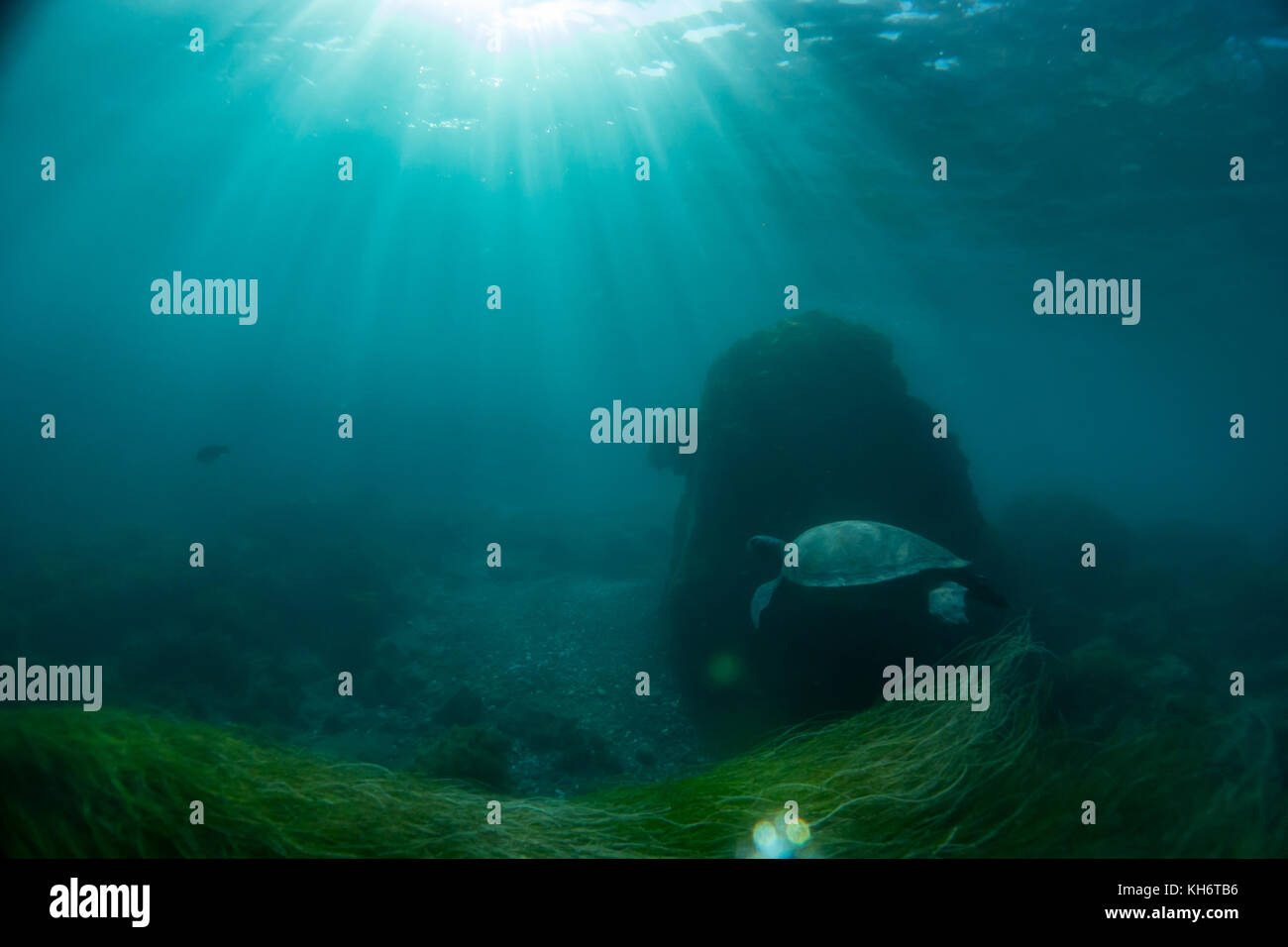 Green sea turtle while snorkeling off Catalina Island, California, USA ...