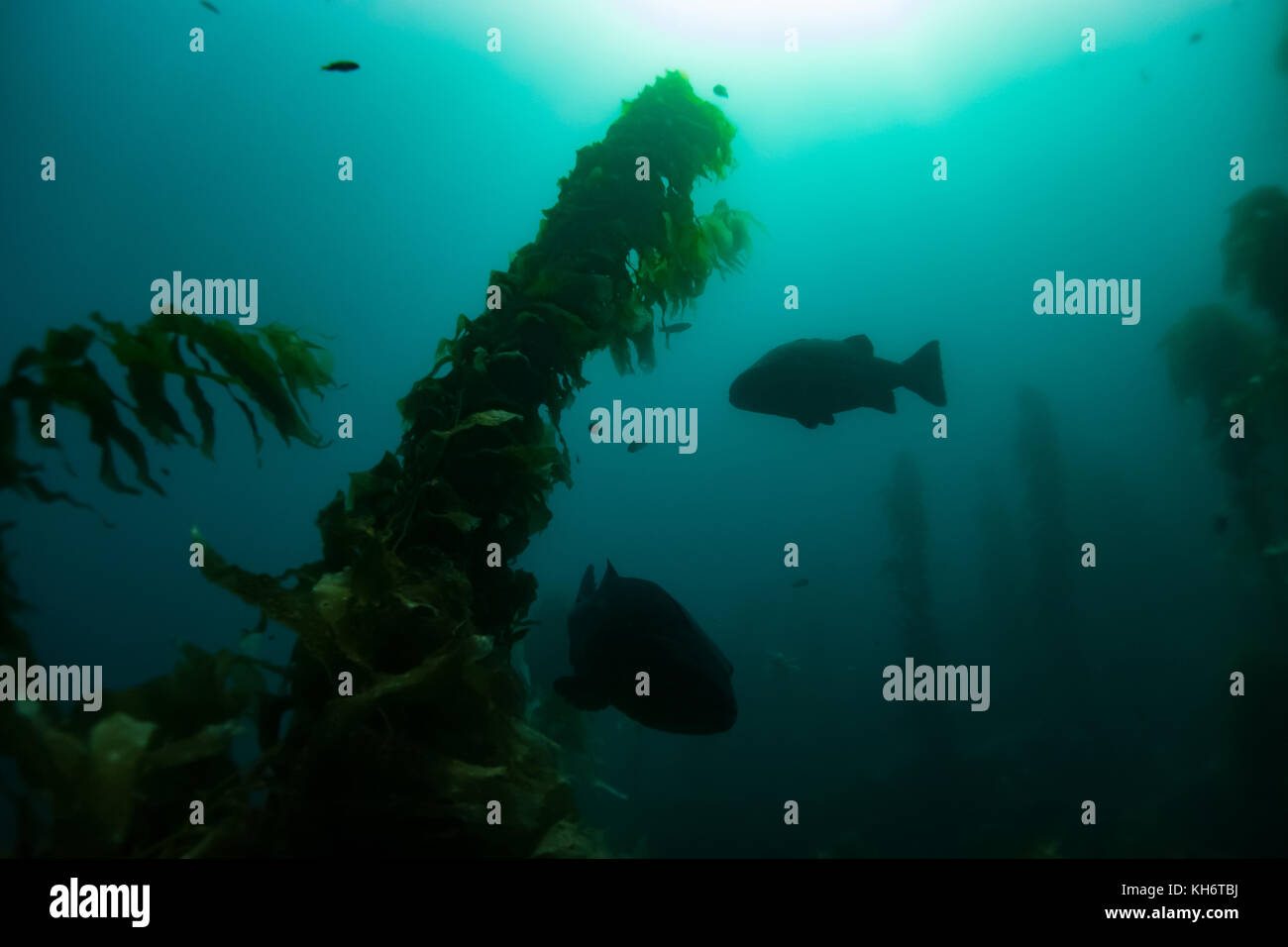 Casino point dive park hi-res stock photography and images - Alamy