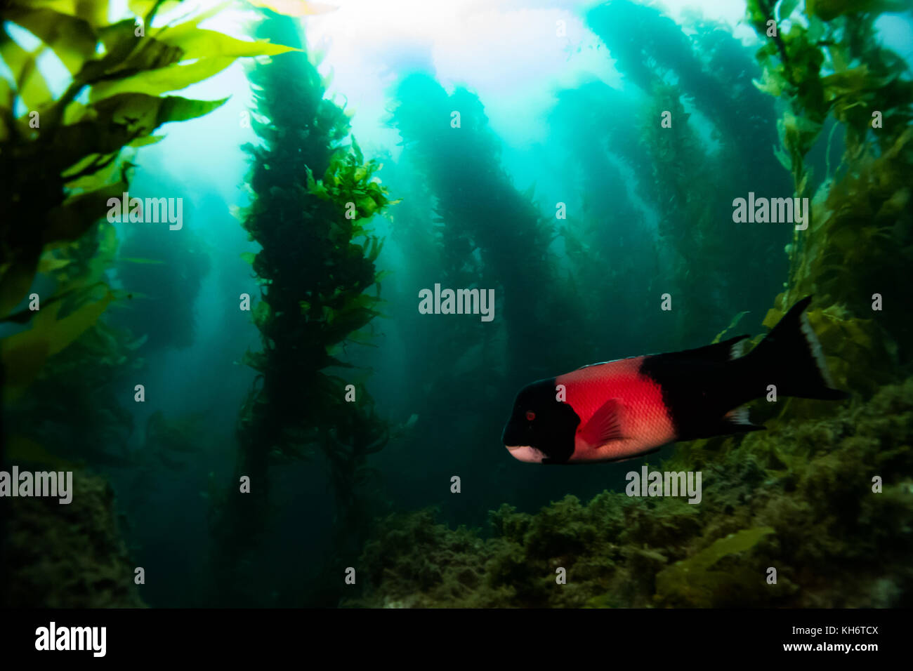 California sheephead fish in the kelp forest of Santa Catalina Island ...