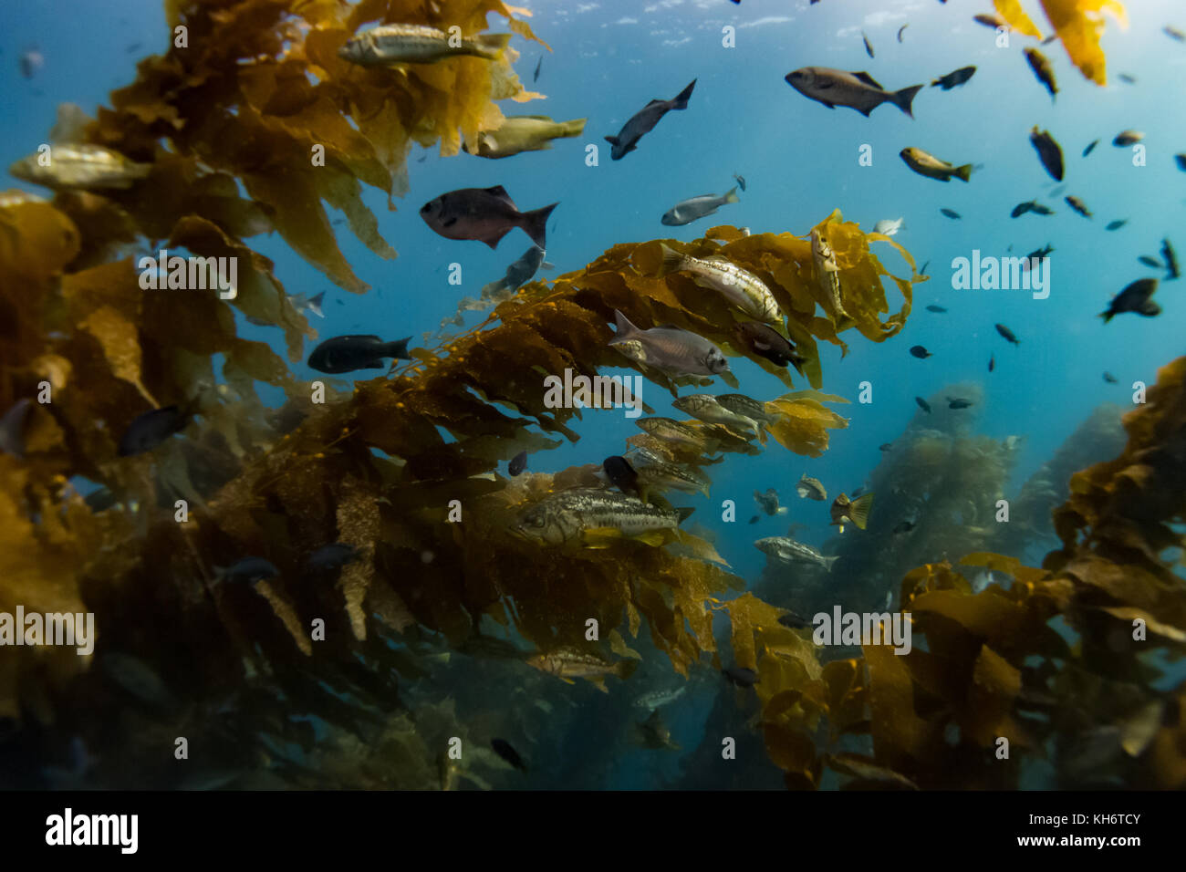 Kelp forest fish hi-res stock photography and images - Alamy