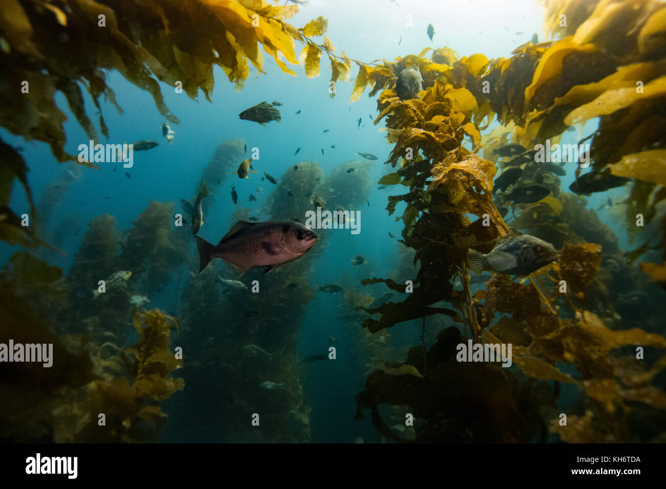 Kelp forest fish hi-res stock photography and images - Alamy