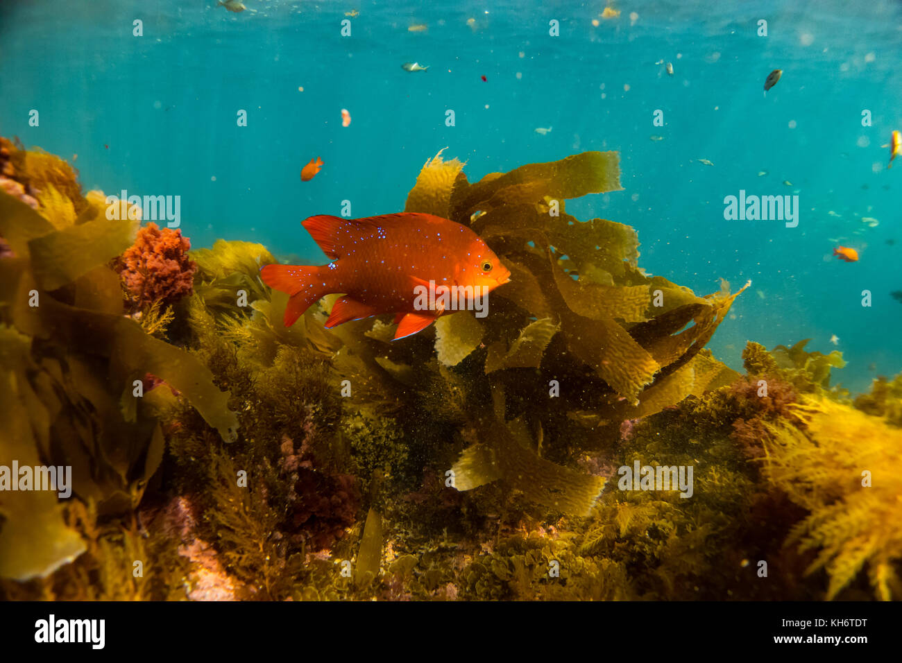Garibaldi Fish Kelp Forest
