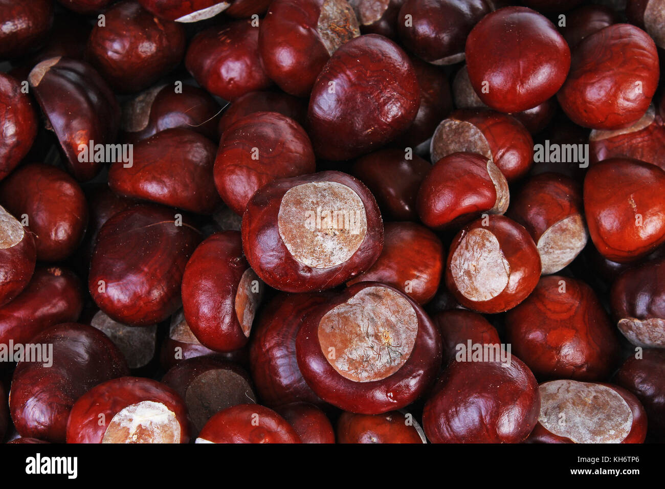 Wild chestnuts. Chestnut texture Stock Photo - Alamy