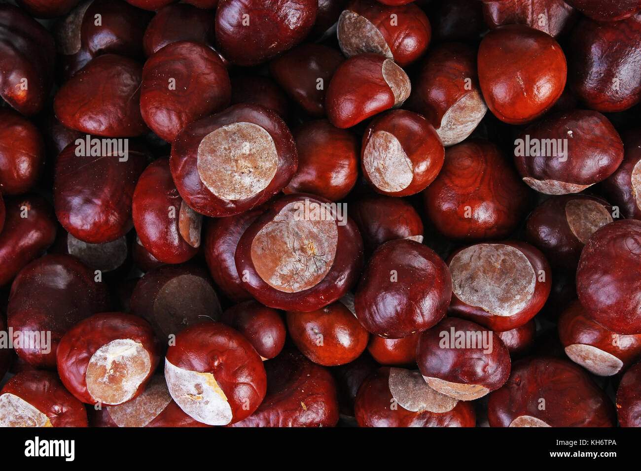 Wild chestnuts. Chestnut texture Stock Photo - Alamy