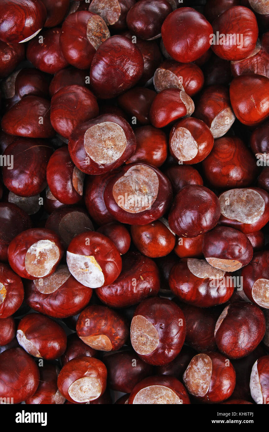 Wild chestnuts. Chestnut texture Stock Photo - Alamy