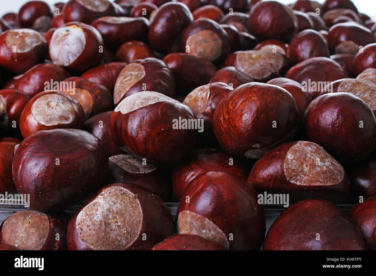 Wild chestnuts. Chestnut texture Stock Photo - Alamy