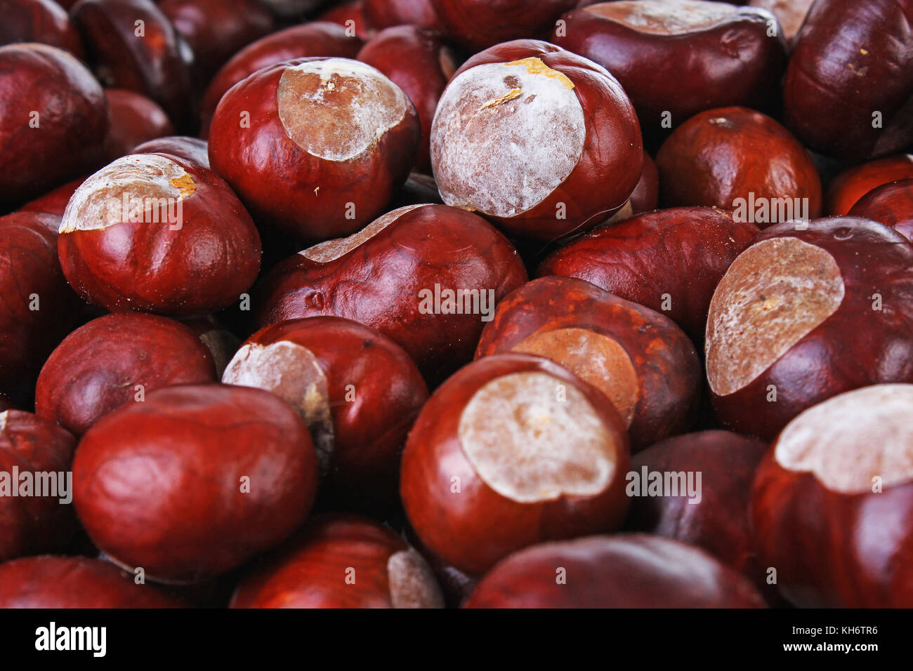 Wild chestnuts. Chestnut texture Stock Photo - Alamy
