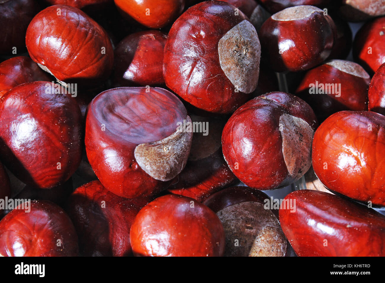 Wild chestnuts. Chestnut texture Stock Photo - Alamy