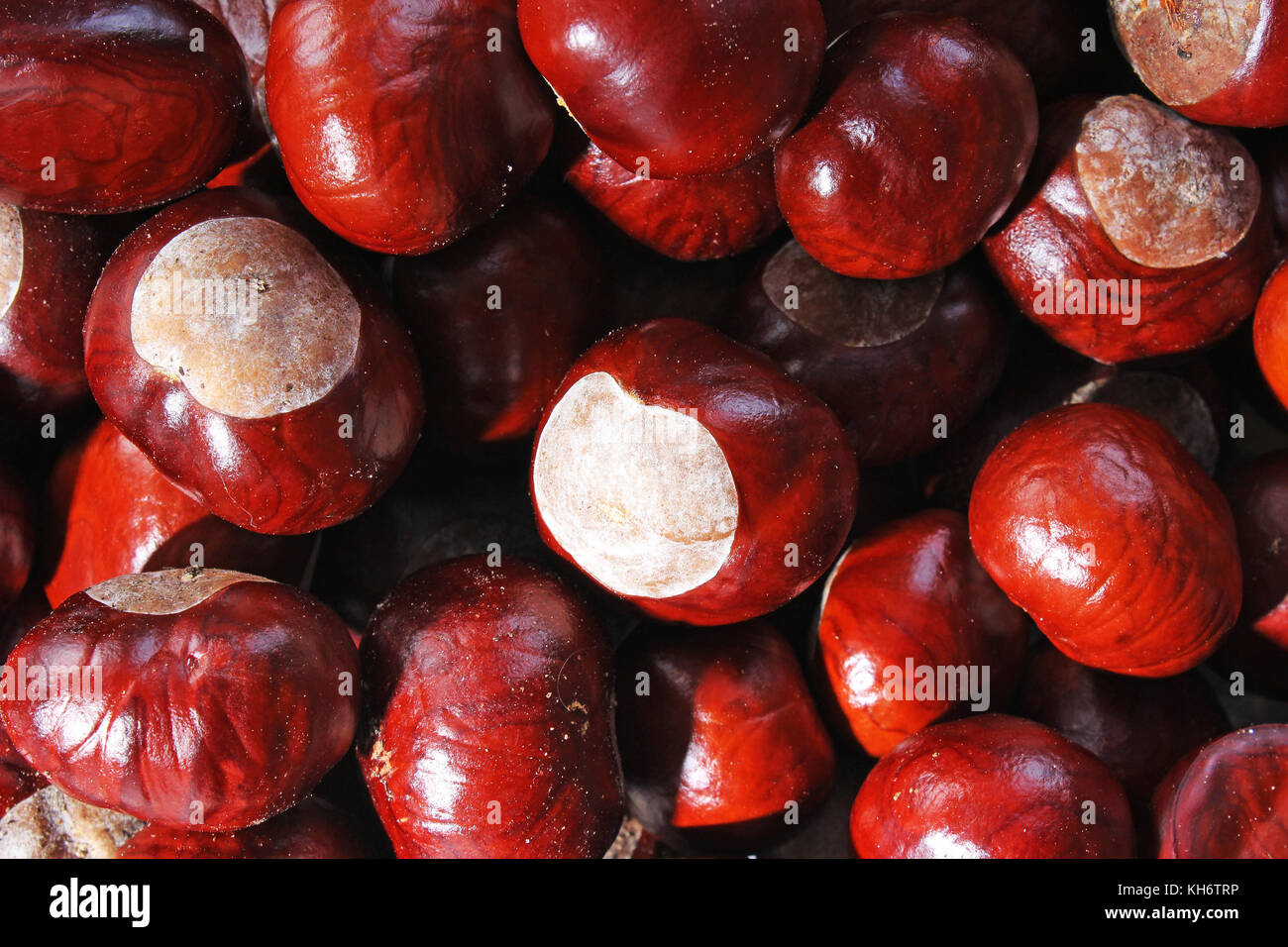 Wild chestnuts. Chestnut texture Stock Photo - Alamy