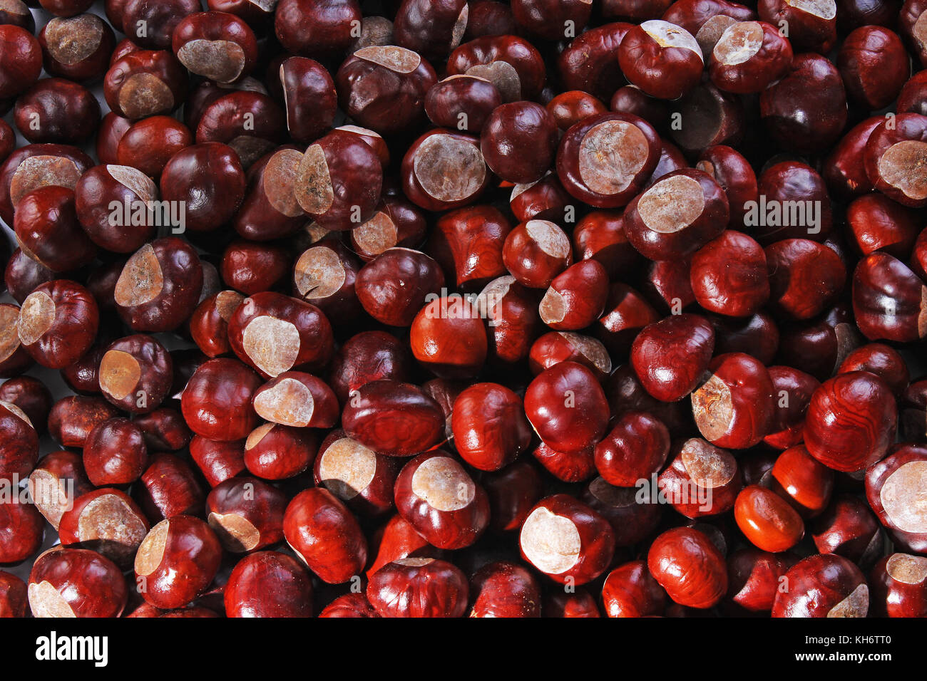 Wild chestnuts. Chestnut texture Stock Photo - Alamy
