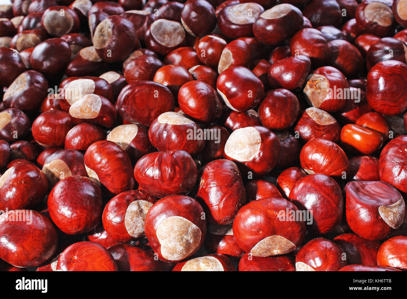 Wild chestnuts. Chestnut texture Stock Photo - Alamy