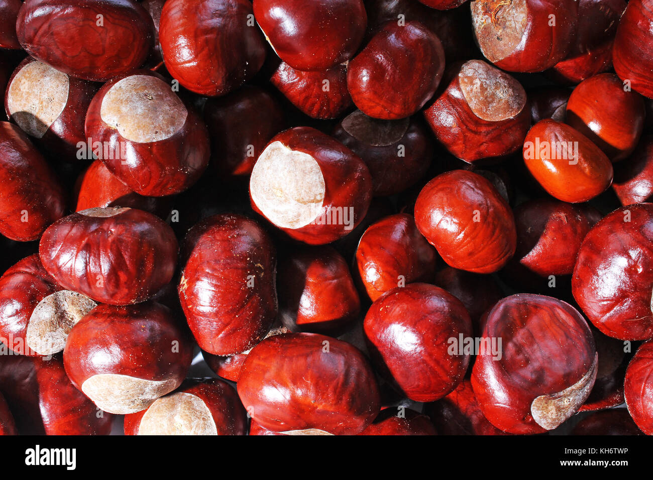 Wild chestnuts. Chestnut texture Stock Photo - Alamy