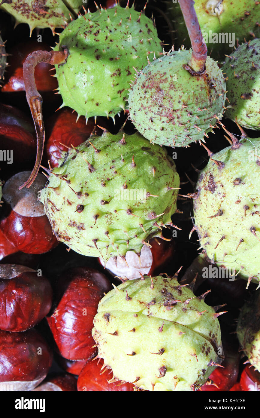Wild chestnuts. Chestnut texture Stock Photo - Alamy