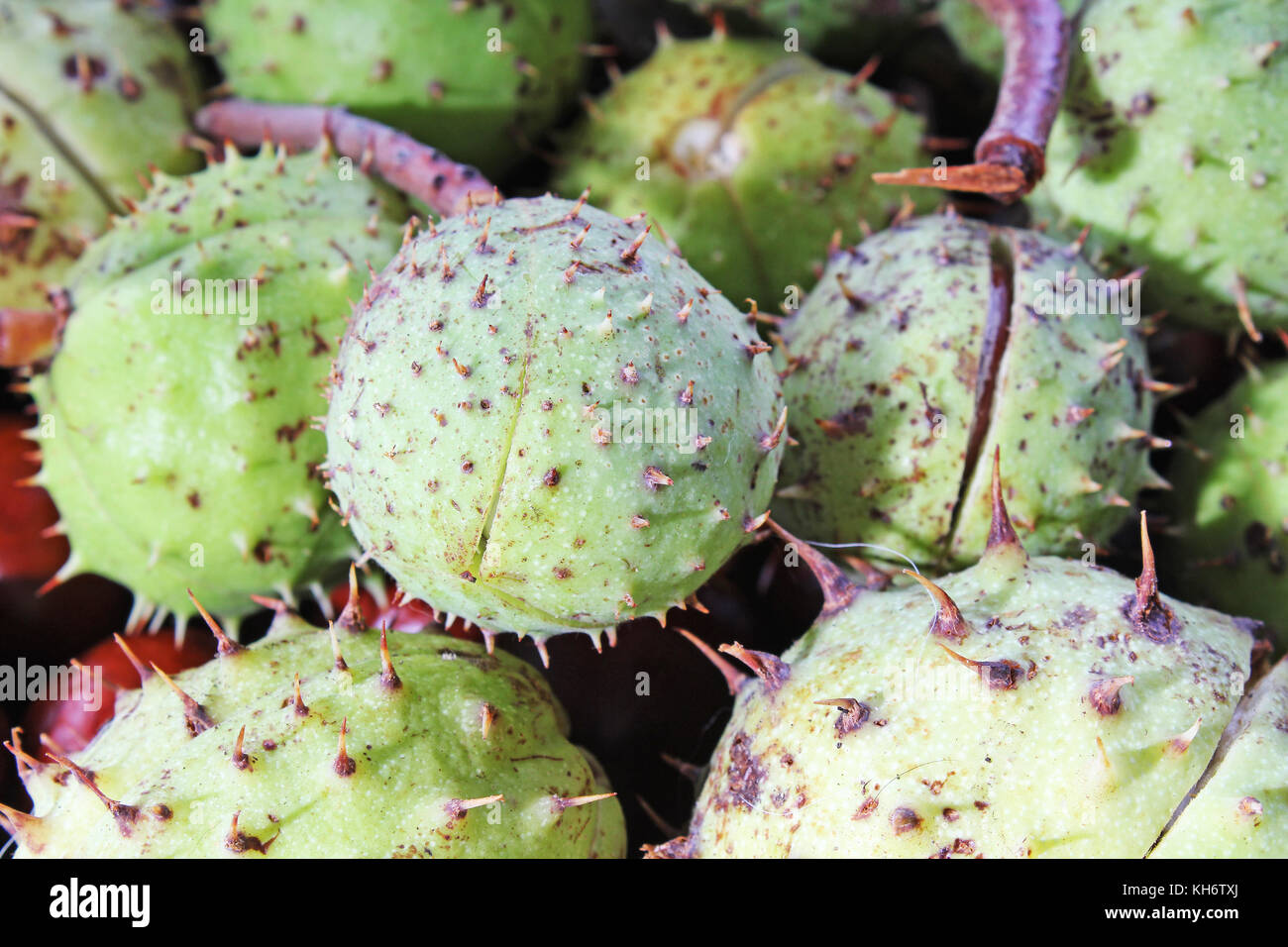 Wild chestnuts. Chestnut texture Stock Photo - Alamy