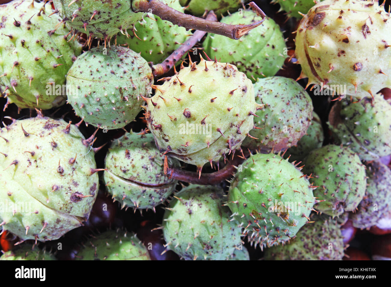 Wild chestnuts. Chestnut texture Stock Photo - Alamy