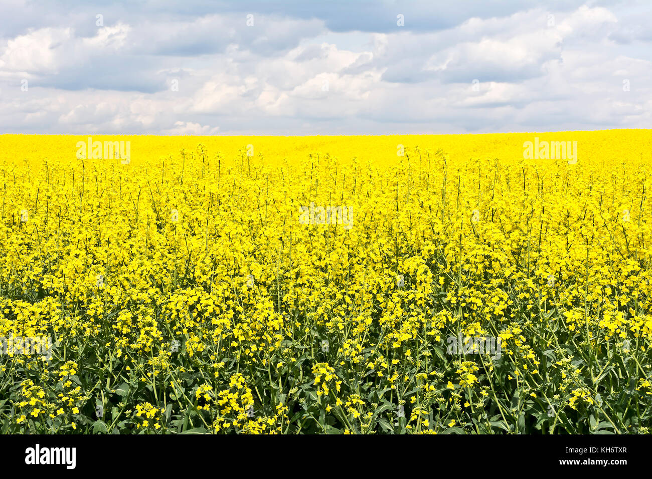 Landscape with clouds and a canola field during flowering in early ...