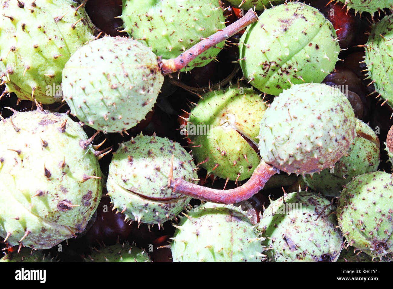 Wild chestnuts. Chestnut texture Stock Photo - Alamy