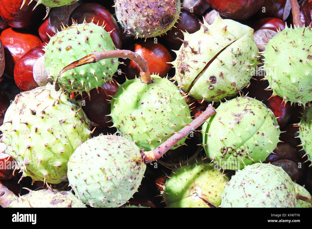 Wild chestnuts. Chestnut texture Stock Photo - Alamy