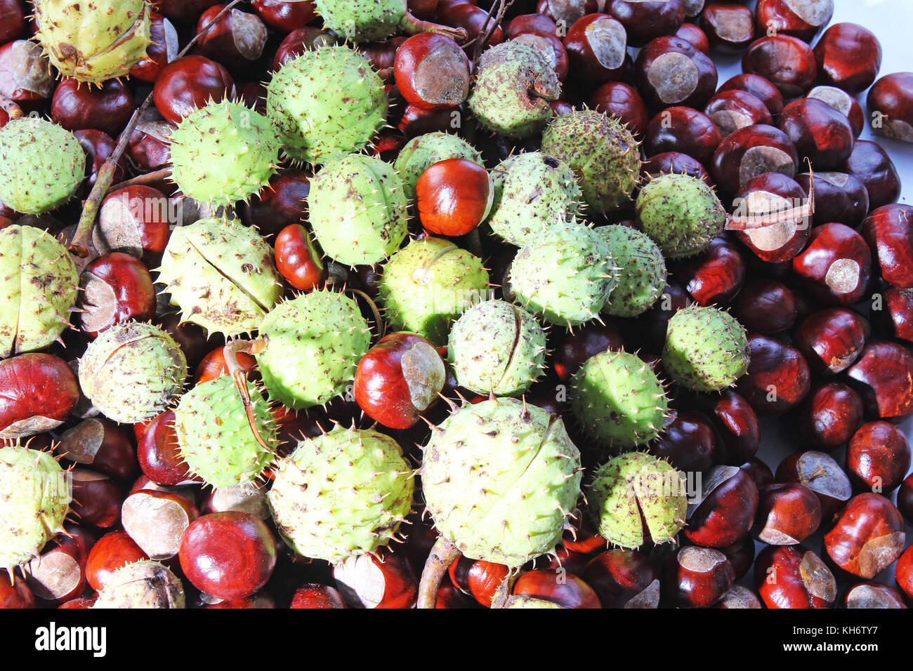 Wild chestnuts. Chestnut texture Stock Photo - Alamy