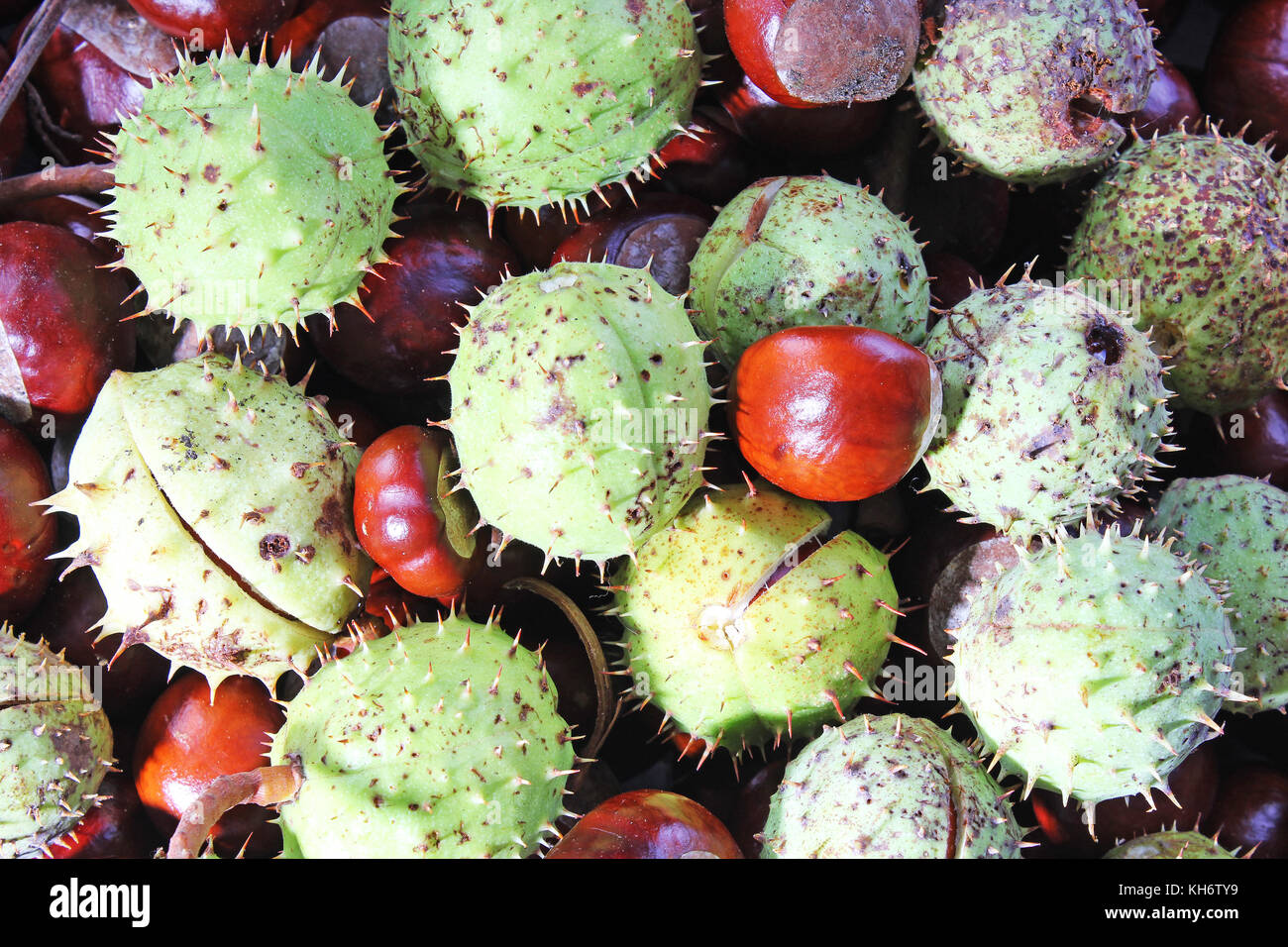 Wild chestnuts. Chestnut texture Stock Photo - Alamy