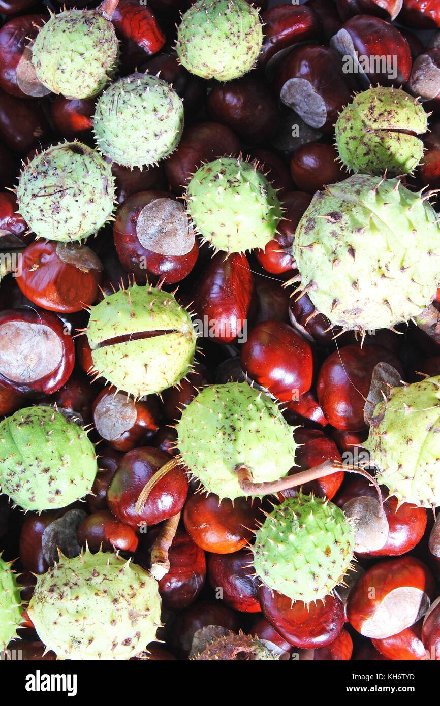Wild chestnuts. Chestnut texture Stock Photo - Alamy