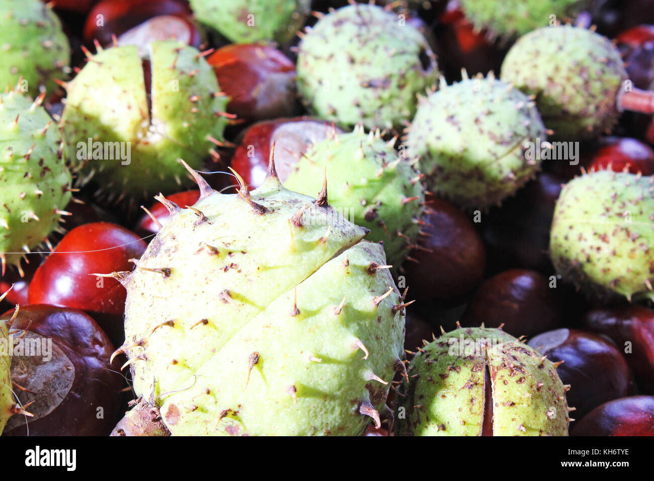 Wild chestnuts. Chestnut texture Stock Photo - Alamy