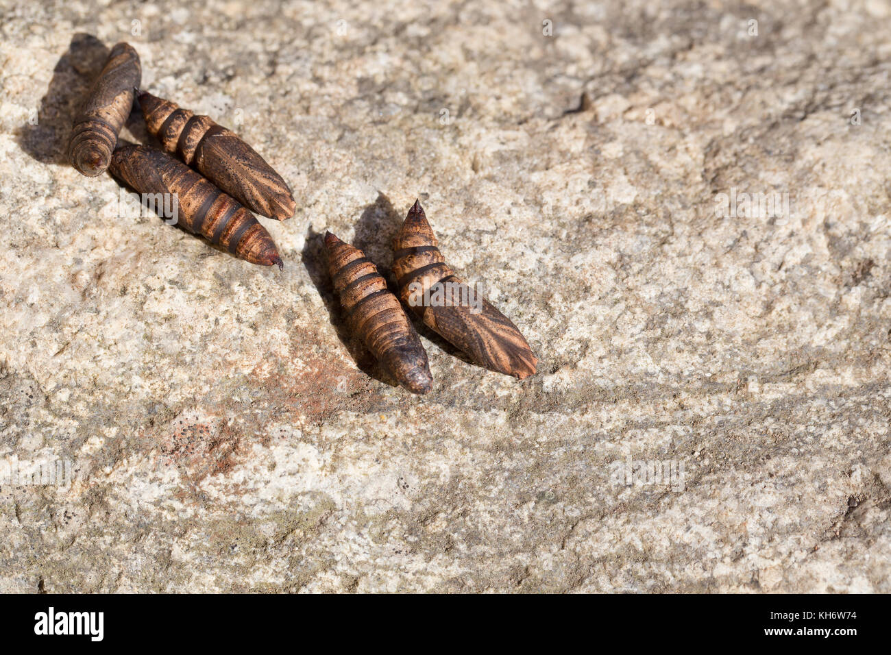 Small pupa hi-res stock photography and images - Alamy