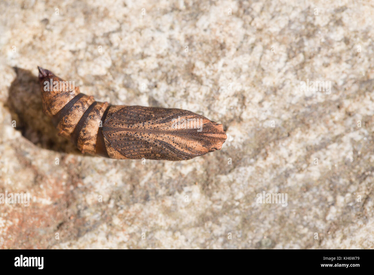 Small elephant hawkmoth pupa Stock Photo - Alamy