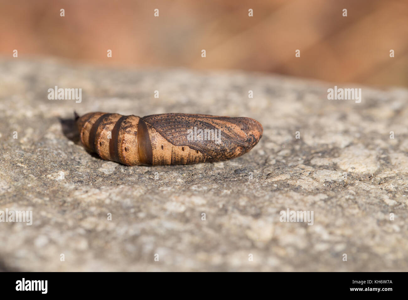 Small elephant hawkmoth pupa Stock Photo - Alamy