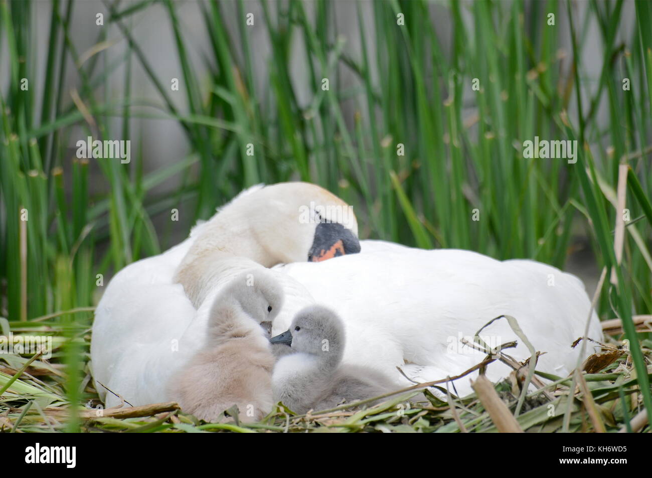 Newborn Swans
