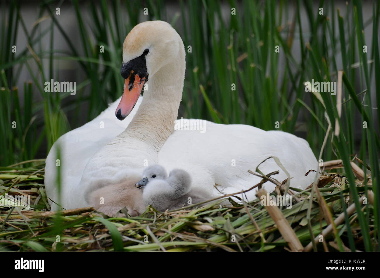 Family of swans with newborn babies nests at Confluence district, Lyon ...