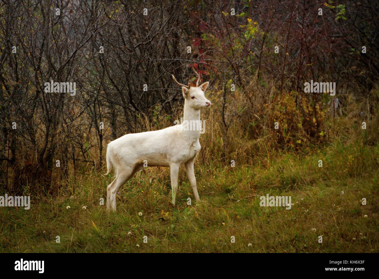 Albino deer hi-res stock photography and images - Alamy