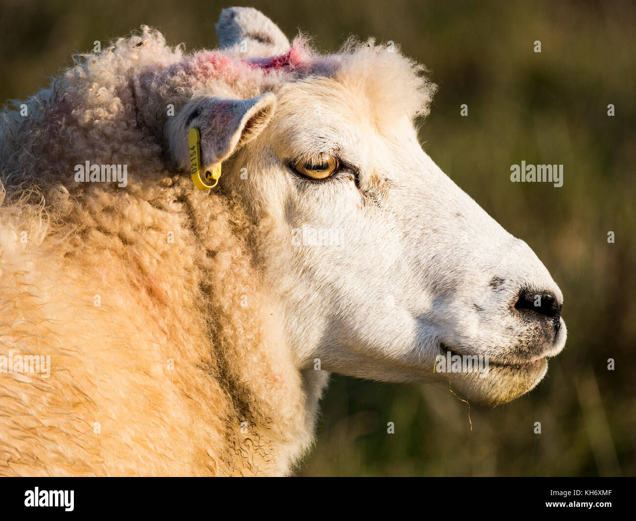 Sheep heard hi-res stock photography and images - Alamy