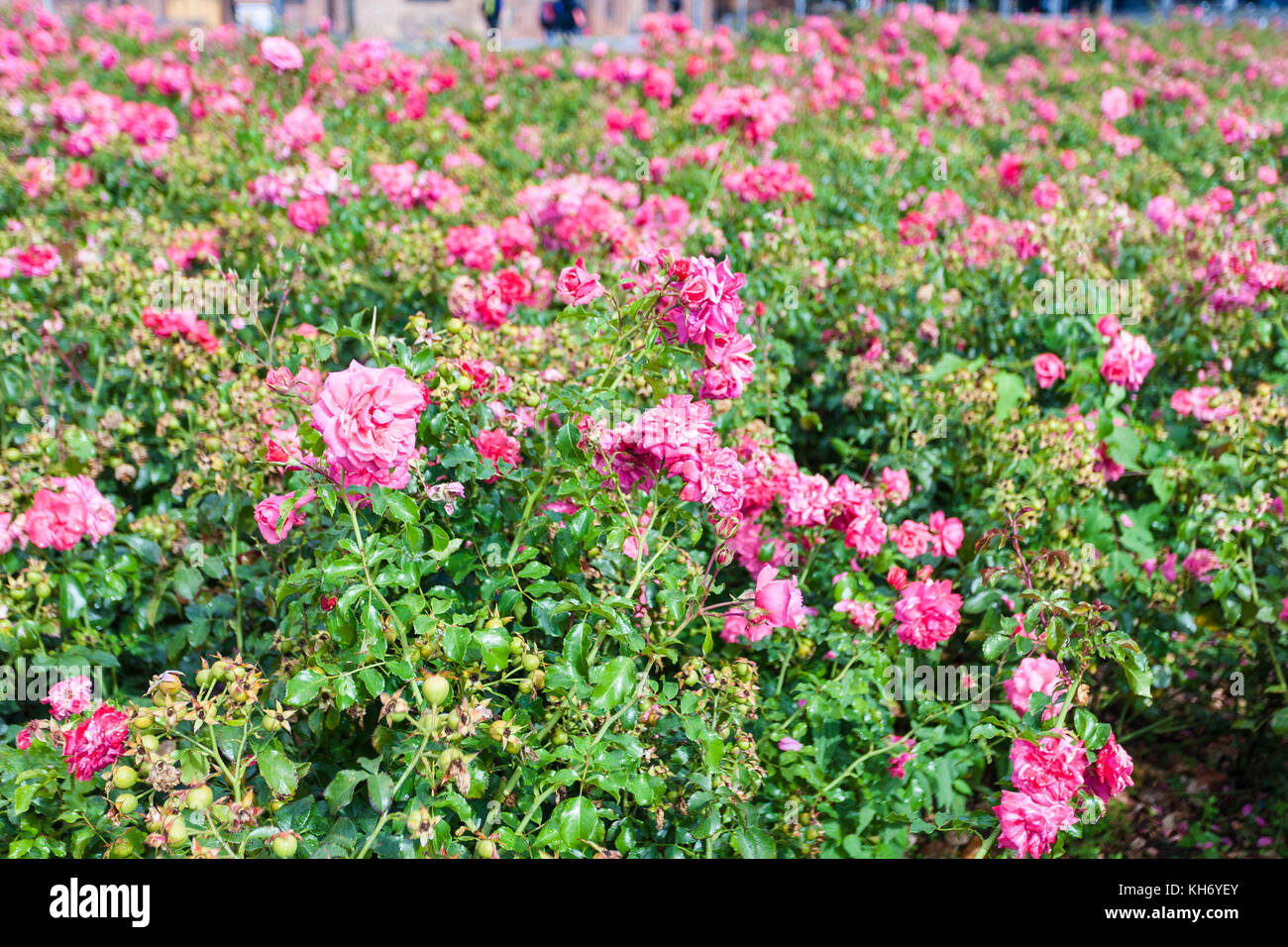 travel to Germany - pink rose flowers shrubs on Alexanderplatz square ...