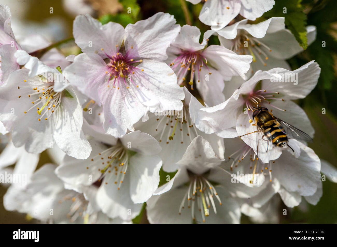 Prunus nipponica hi-res stock photography and images - Alamy