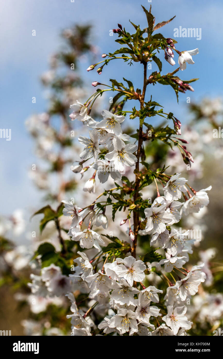Prunus kurilensis 'Brillant' White Flowers on branch Shrub, Plant in ...