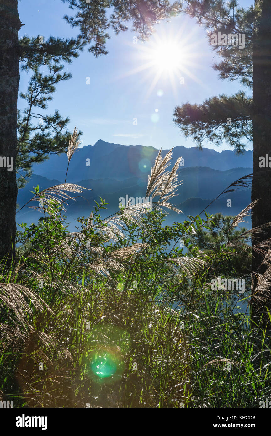 Vertical scene of sunrise shining on grass flower and pine trees of ...