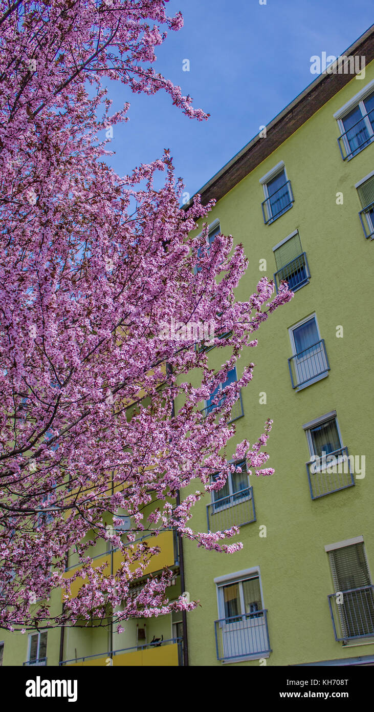 beautiful treeflower in spring, Innsbruck, Austria Stock Photo - Alamy