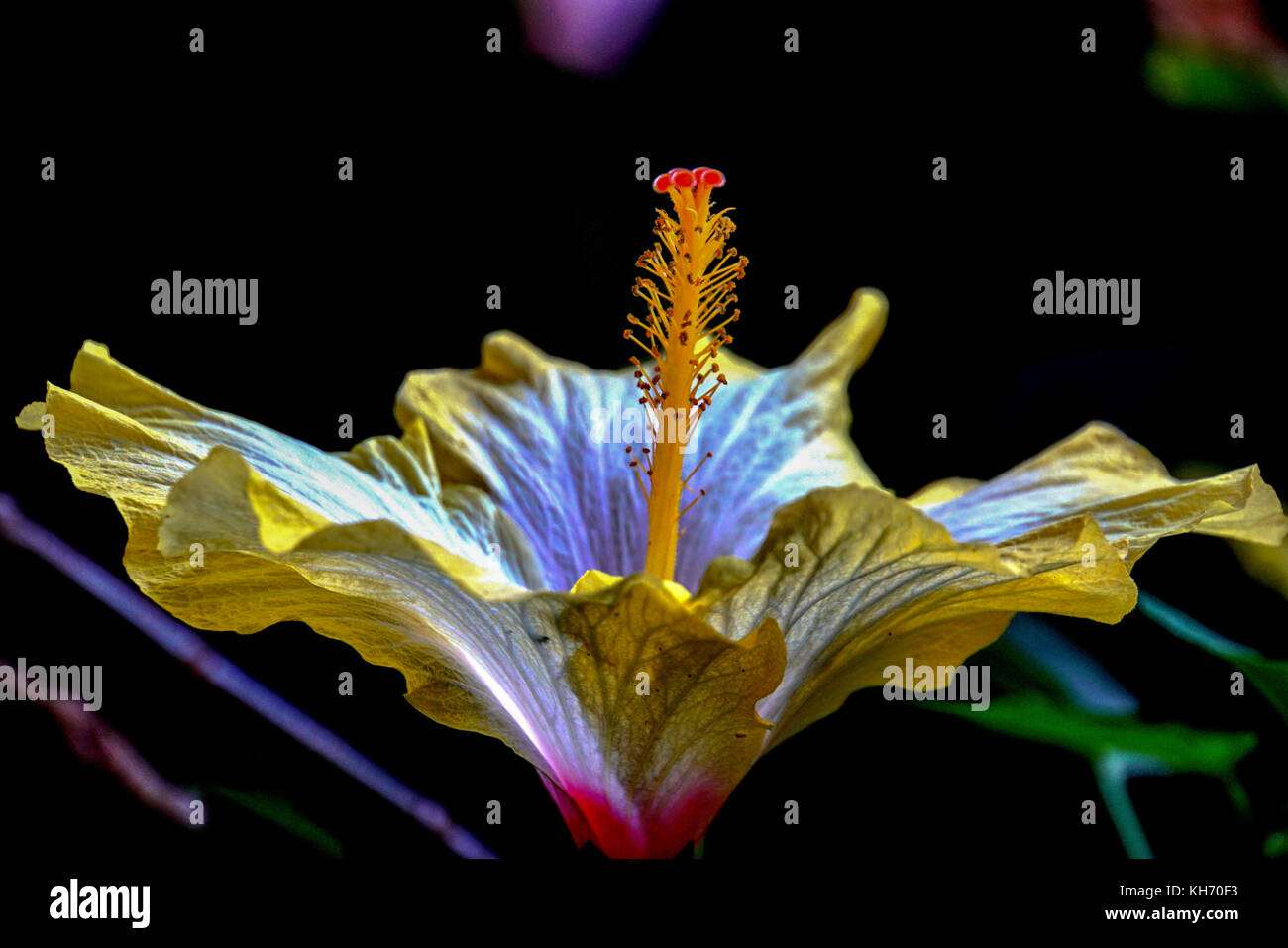 Closeup of a perfect yellow Hibiscus flower Stock Photo - Alamy