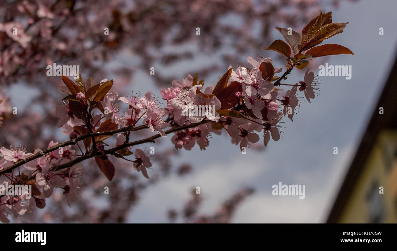 beautiful treeflower in spring, Innsbruck, Austria Stock Photo - Alamy
