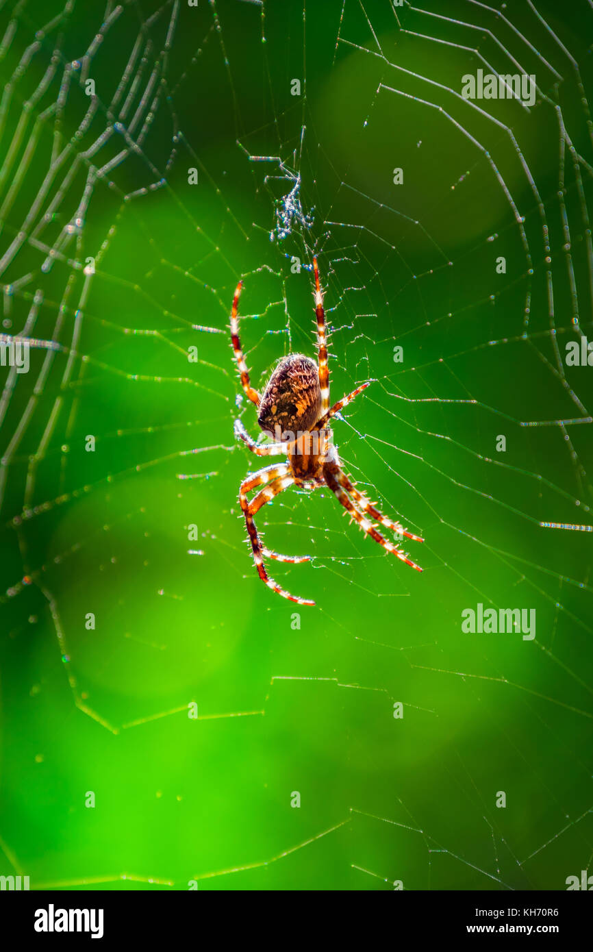 Spider web background hi-res stock photography and images - Alamy