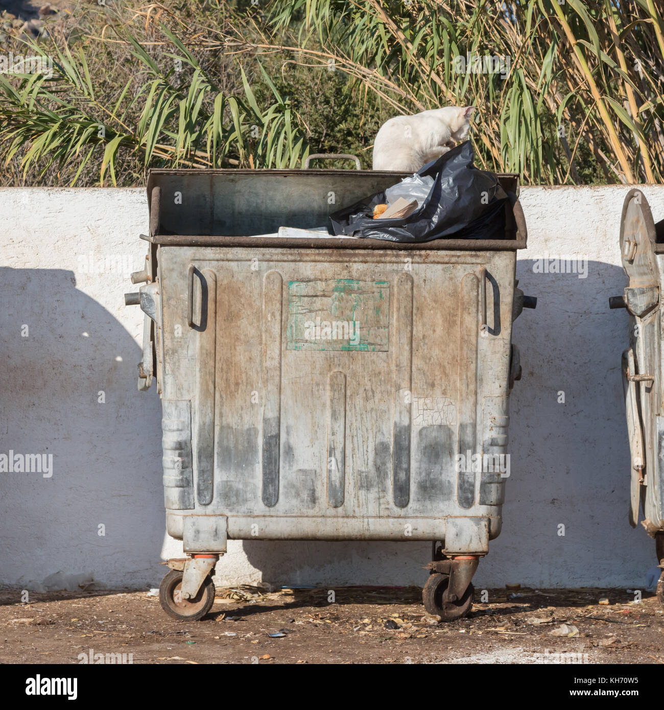 Garbage container in Greece - Cat scavenging for food Stock Photo - Alamy