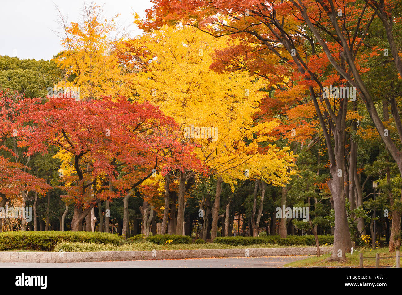 Tourist attraction, Osaka castle garden in autumn with red leaves Stock ...